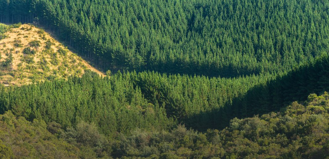 Policy brief (CR)2: El impacto del bosque nativo y las plantaciones ...