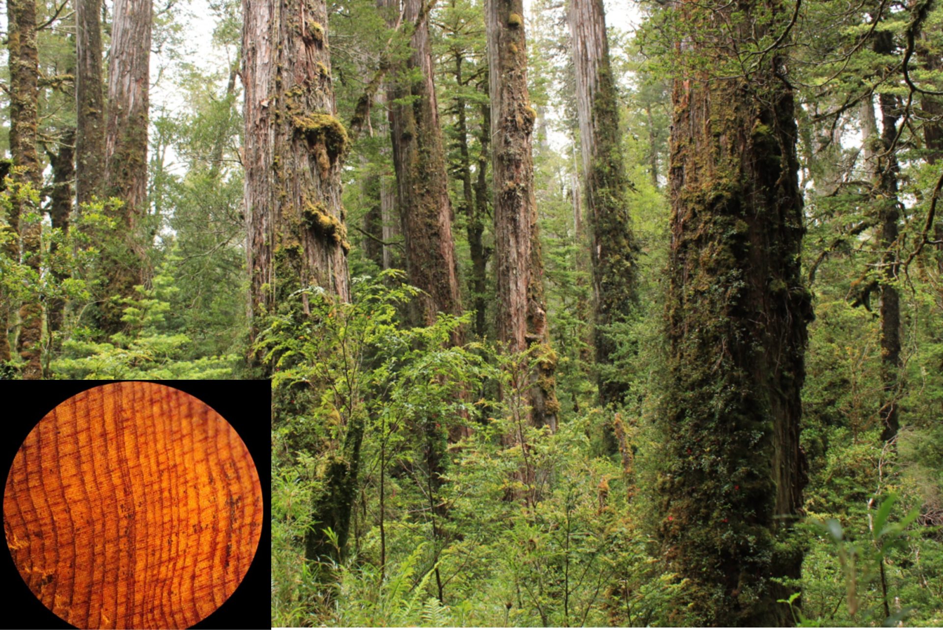 Anillos de crecimiento de alerce de los Andes Nor-Patagónicos | Centro ...