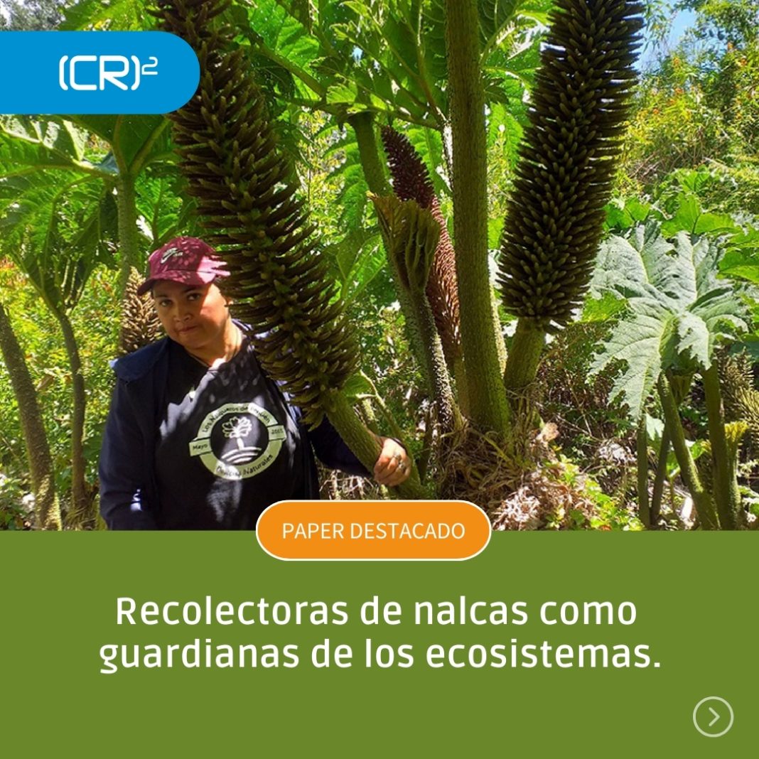 Recolectoras de nalcas como guardianas de los ecosistemas | Centro de ...