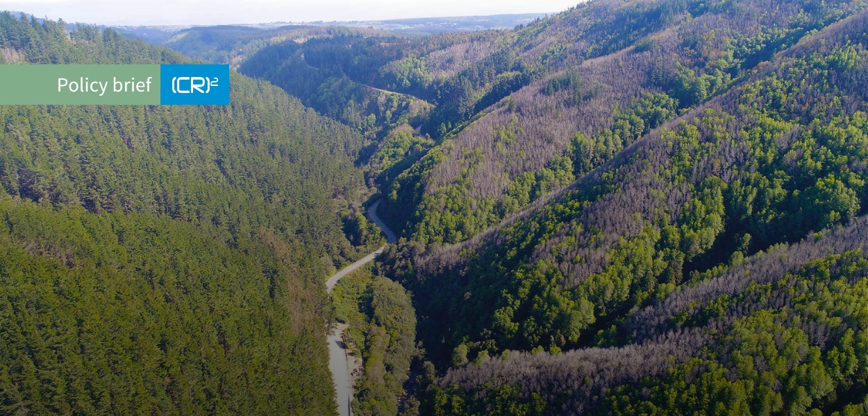 Policy brief CR2 | Incendios forestales e invasión de Pinus radiata ...